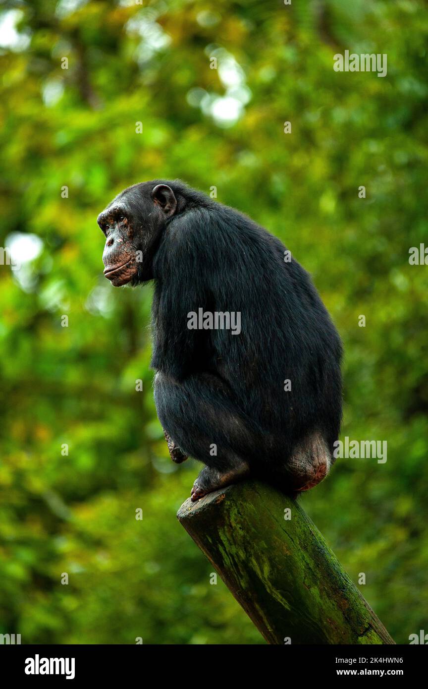 Chimpanzee, also known as chimp, is a sociable species of great ape ...