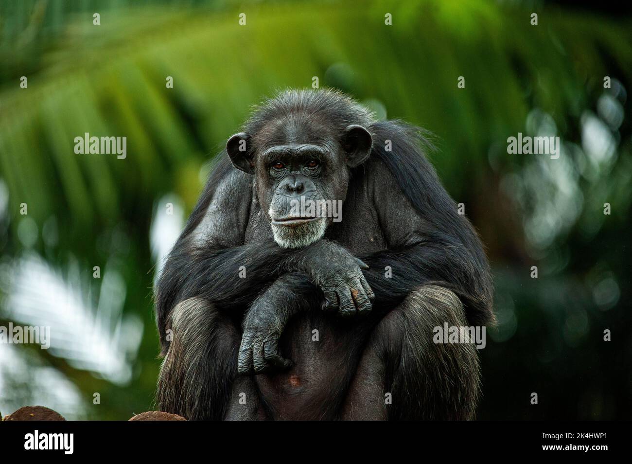 Chimpanzee, also known as chimp, is a sociable species of great ape ...