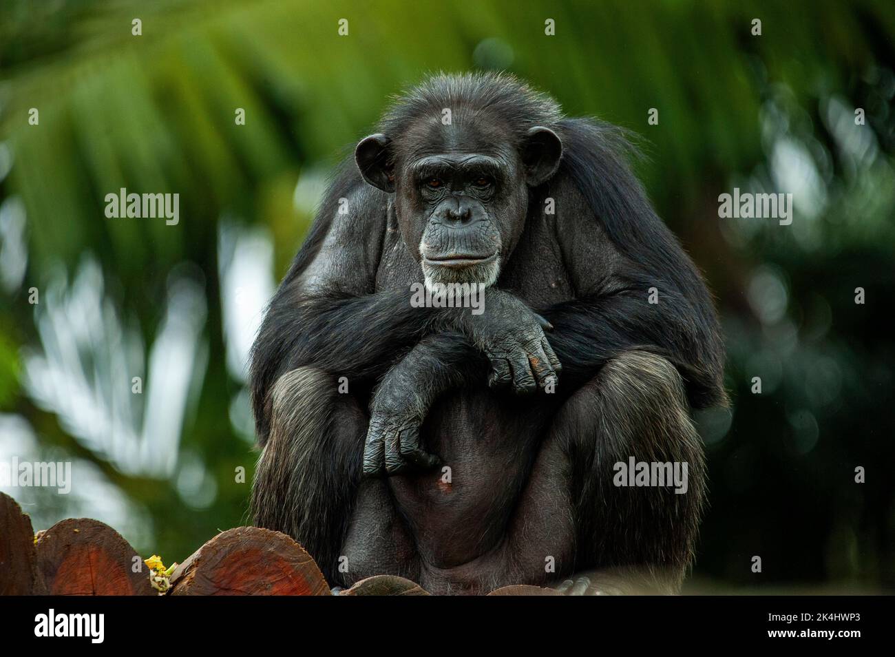 Chimpanzee, also known as chimp, is a sociable species of great ape ...