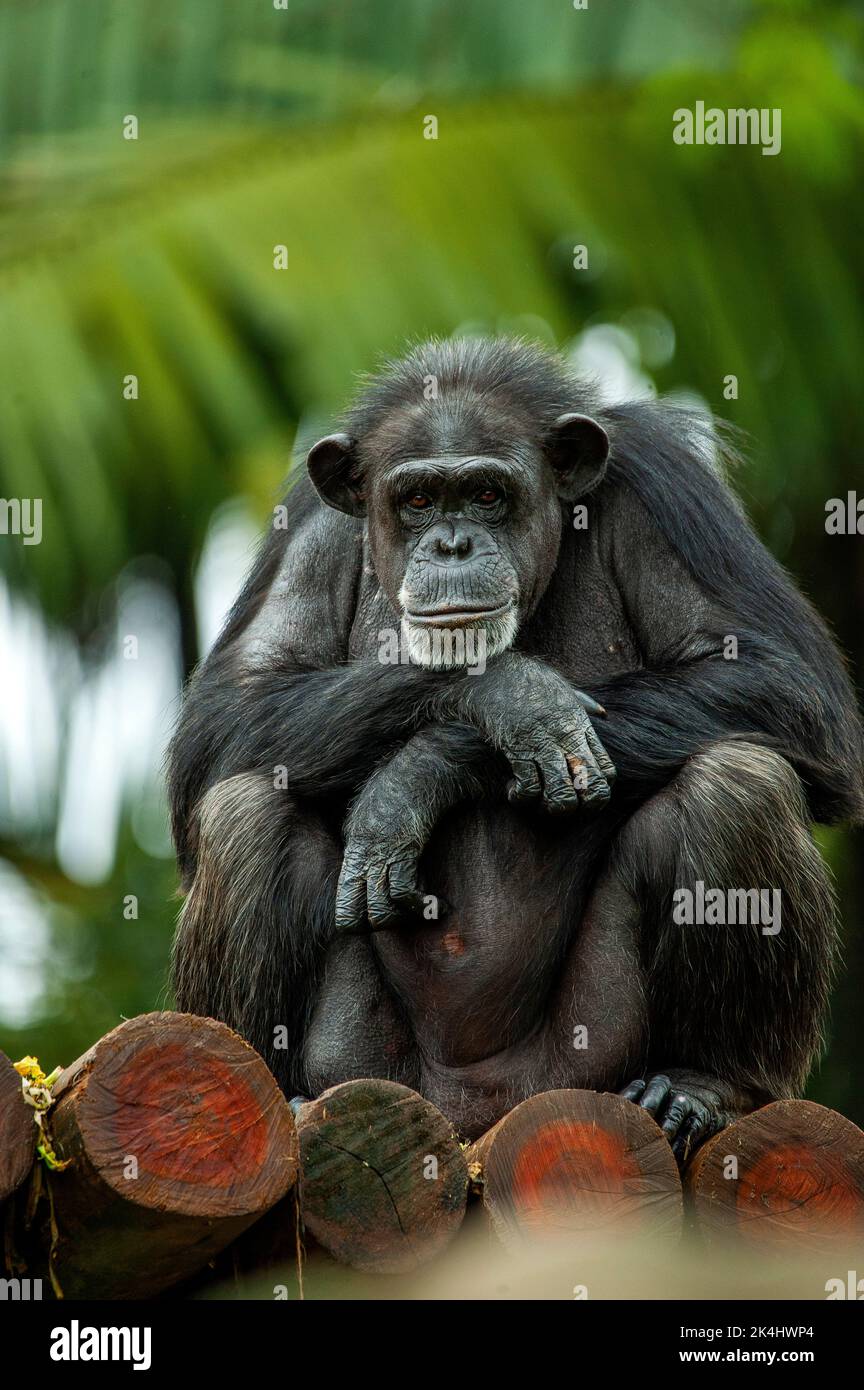 Chimpanzee, also known as chimp, is a sociable species of great ape ...