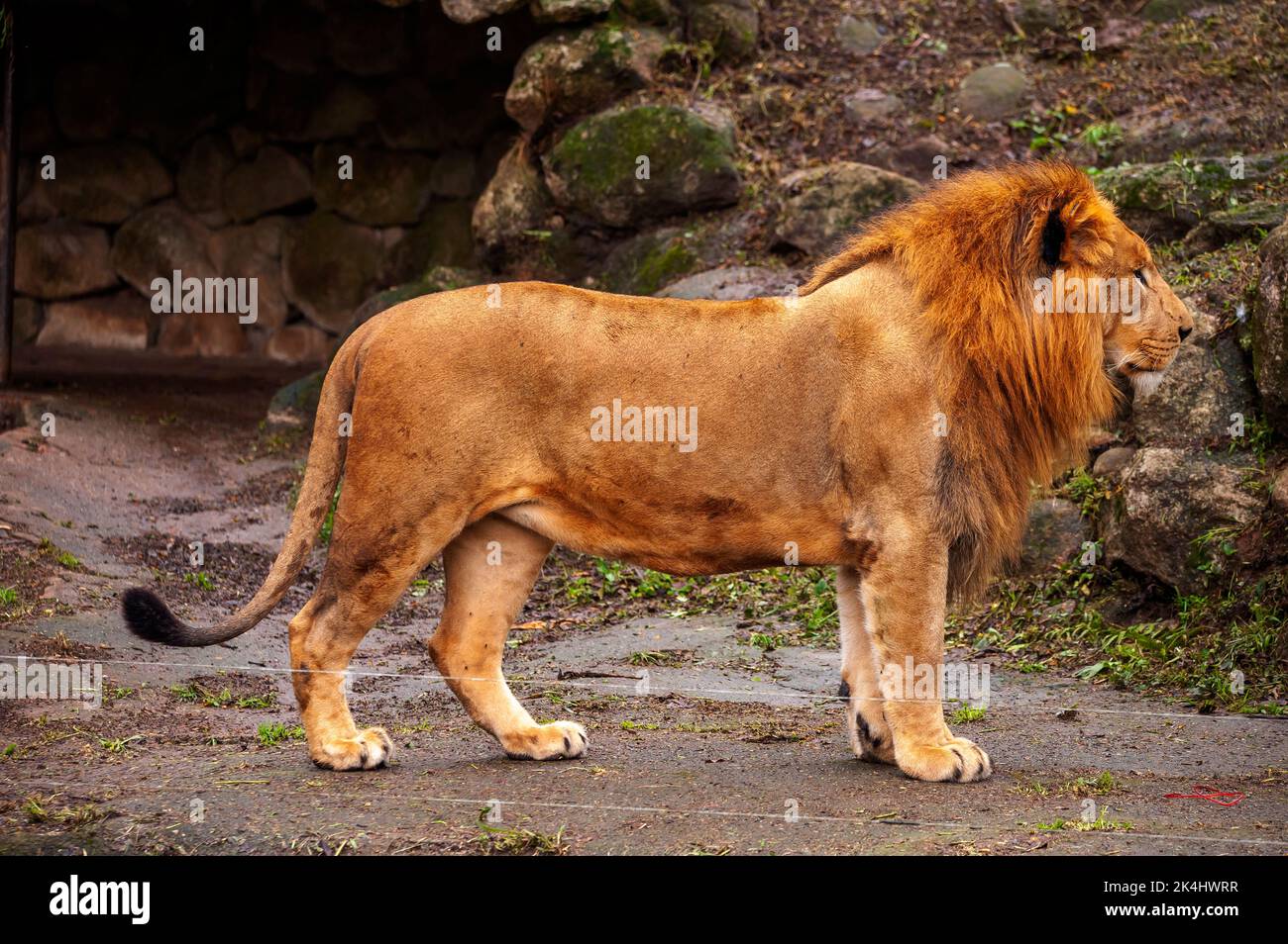 Male lion, the biggest african cat Stock Photo - Alamy