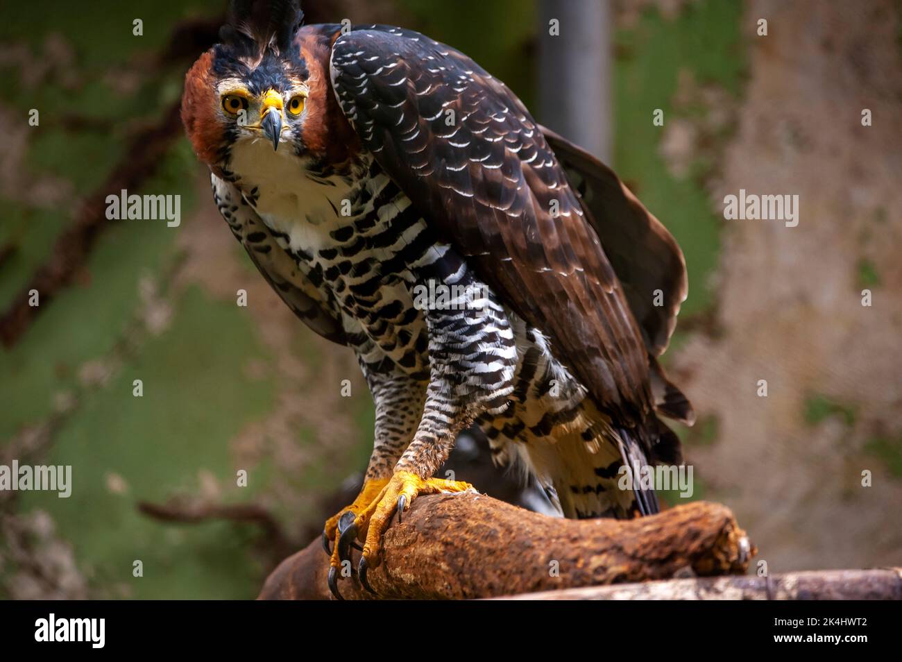 Ornate hawk-eagle (Spizaetus ornatus,) is a fairly large bird of prey ...