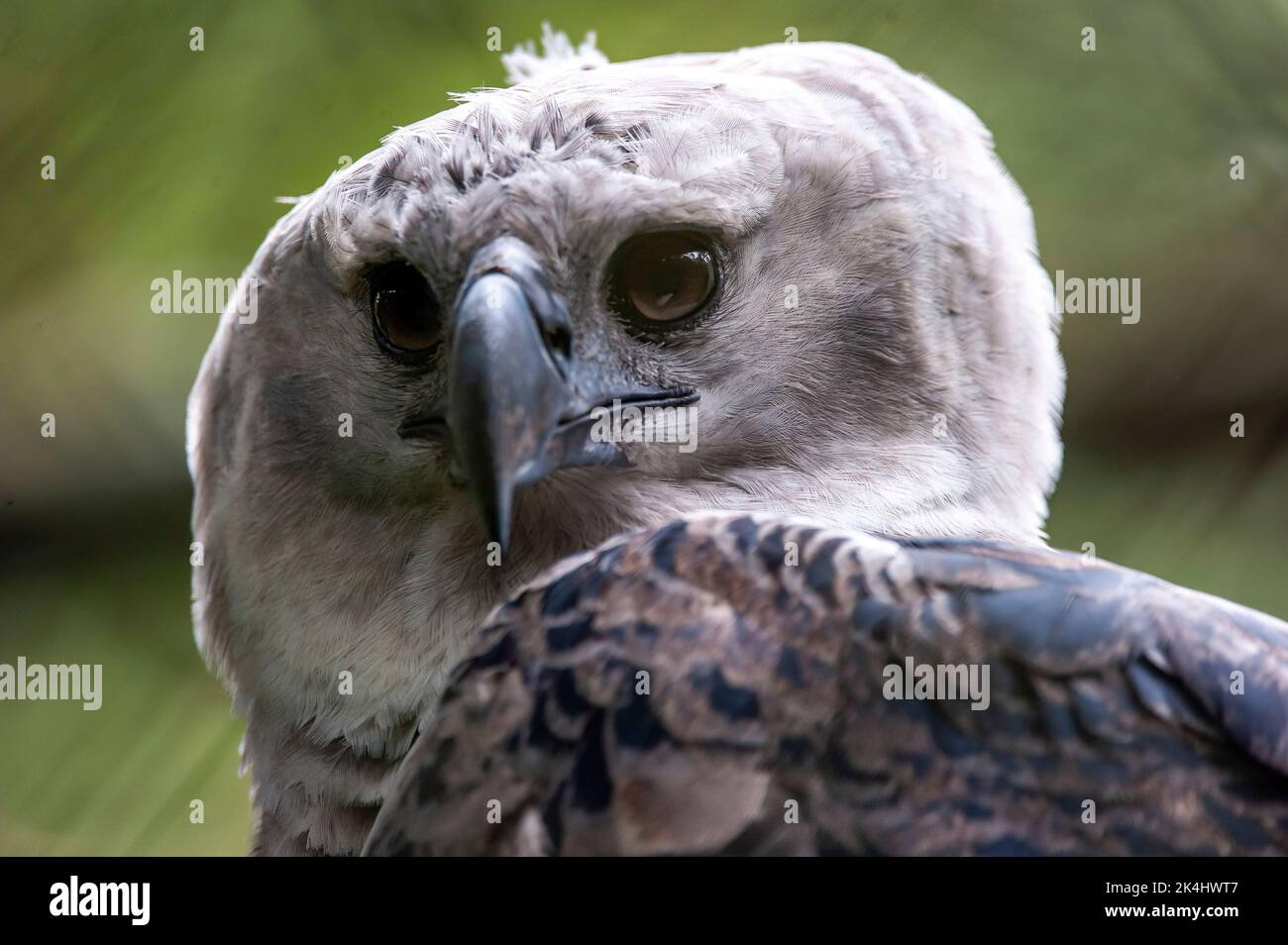 Close up of an harpy eagle (Harpia harpyja), a neotropical species of ...