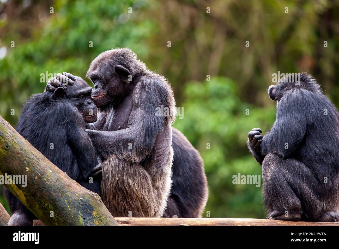Chimpanzee, also known as chimp, showing their sociable behavior, is a ...