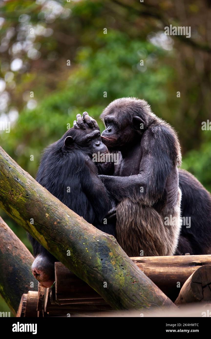 Chimpanzee, also known as chimp, showing their sociable behavior, is a ...