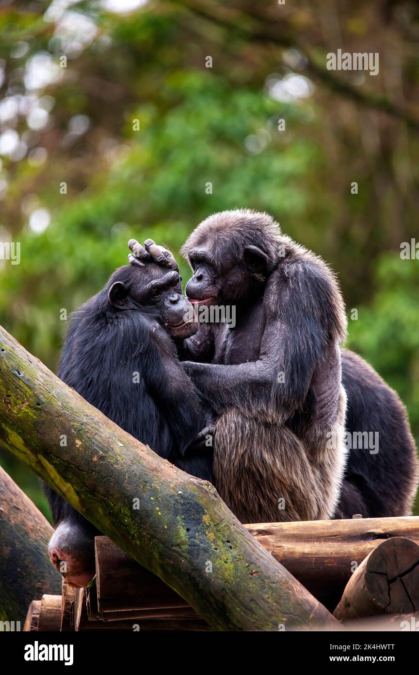 Chimpanzee, also known as chimp, showing their sociable behavior, is a ...