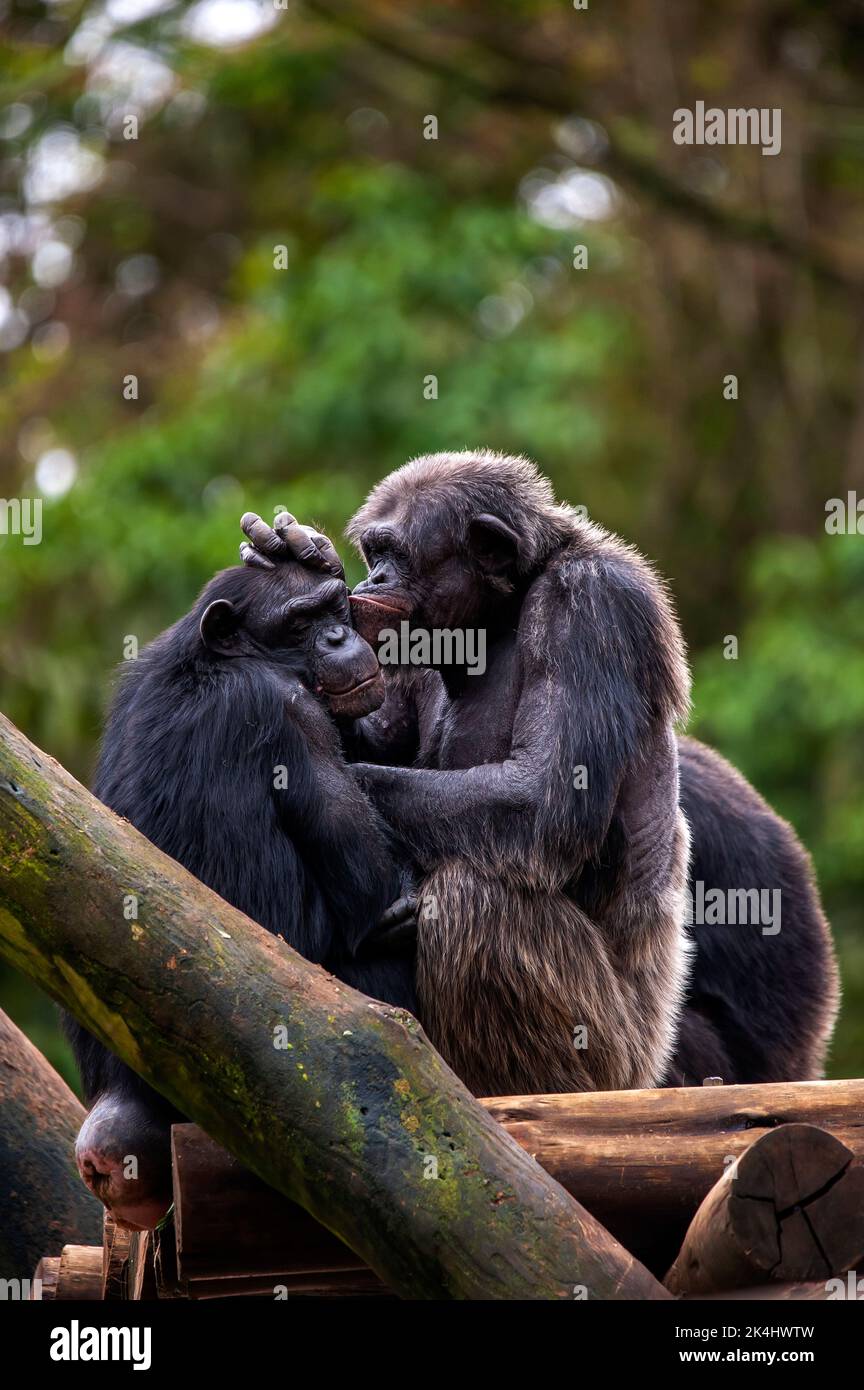 Chimpanzee, also known as chimp, showing their sociable behavior, is a ...