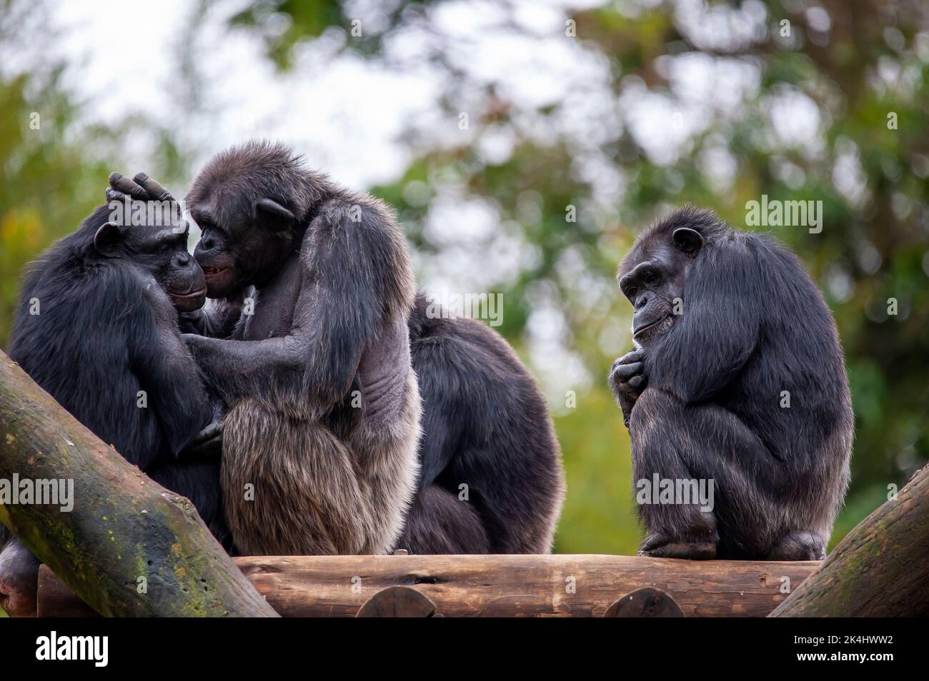 Chimpanzee, also known as chimp, showing their sociable behavior, is a ...