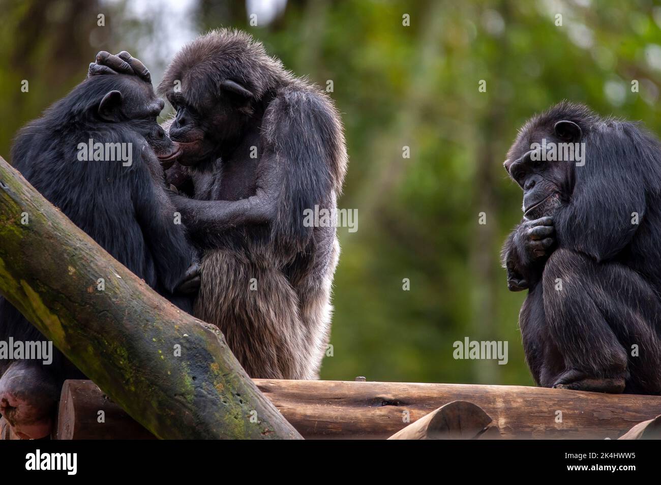 Chimpanzee, also known as chimp, showing their sociable behavior, is a ...