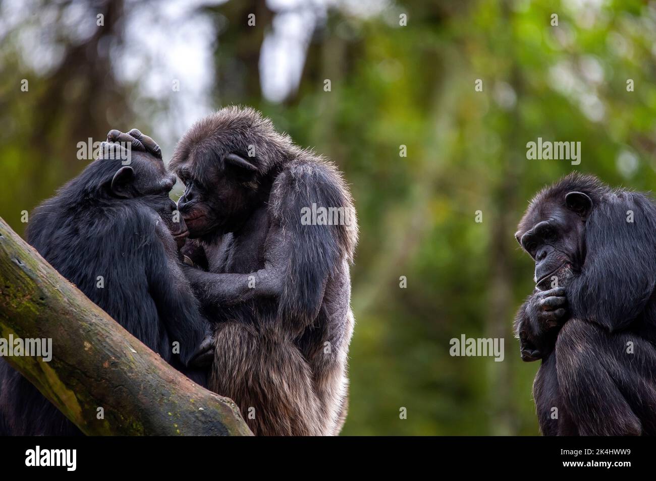 Chimpanzee, also known as chimp, showing their sociable behavior, is a ...