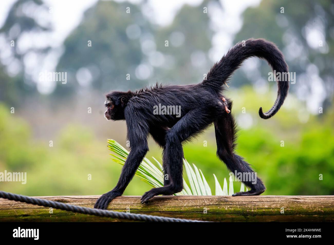 Spider monkey is a common animal on the Amazon Forest Stock Photo - Alamy