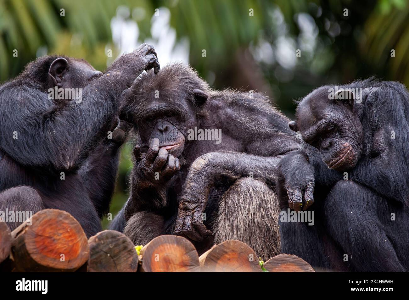 Chimpanzee, also known as chimp, showing their sociable behavior, is a ...