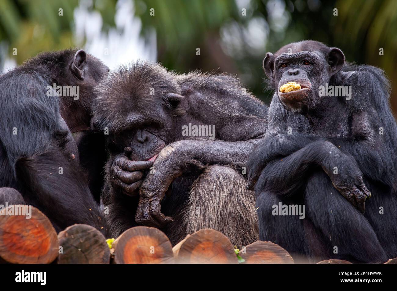 Chimpanzee, also known as chimp, showing their sociable behavior, is a ...