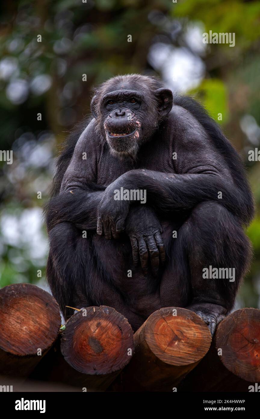 Chimpanzee, also known as chimp, is a sociable species of great ape ...