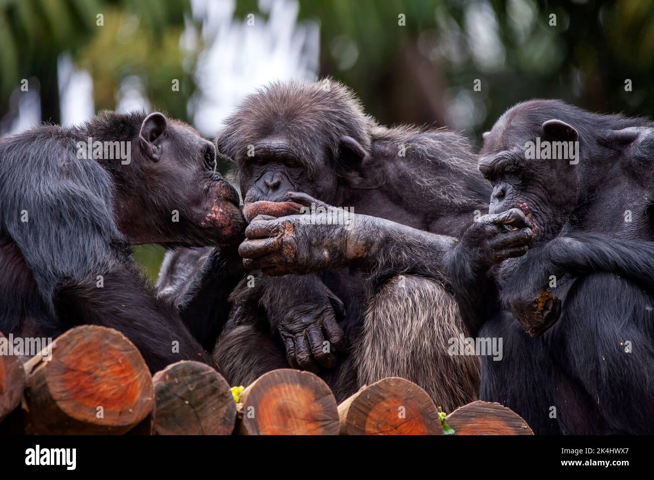 Chimpanzee, also known as chimp, showing their sociable behavior, is a ...