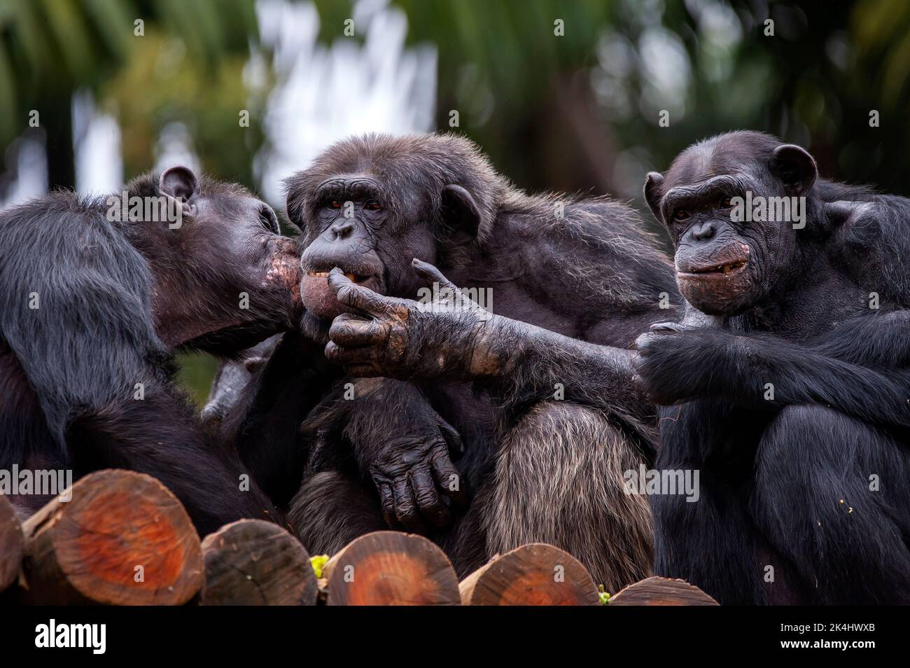 Chimpanzee, also known as chimp, showing their sociable behavior, is a ...