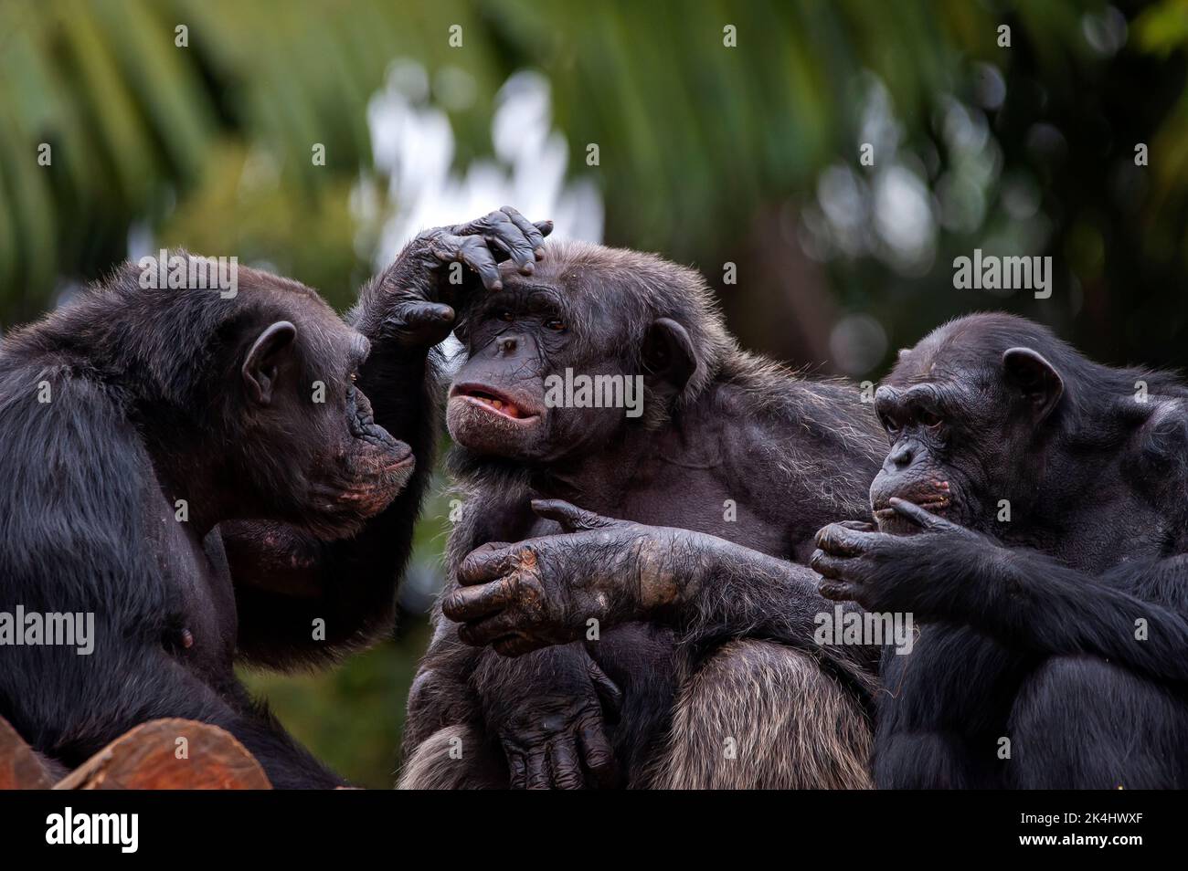 Chimpanzee, also known as chimp, showing their sociable behavior, is a ...