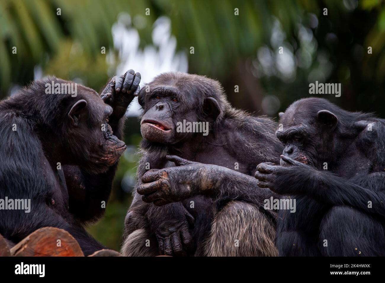 Chimpanzee, also known as chimp, showing their sociable behavior, is a ...