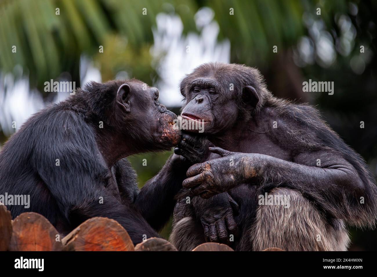 Chimpanzee, also known as chimp, showing their sociable behavior, is a ...