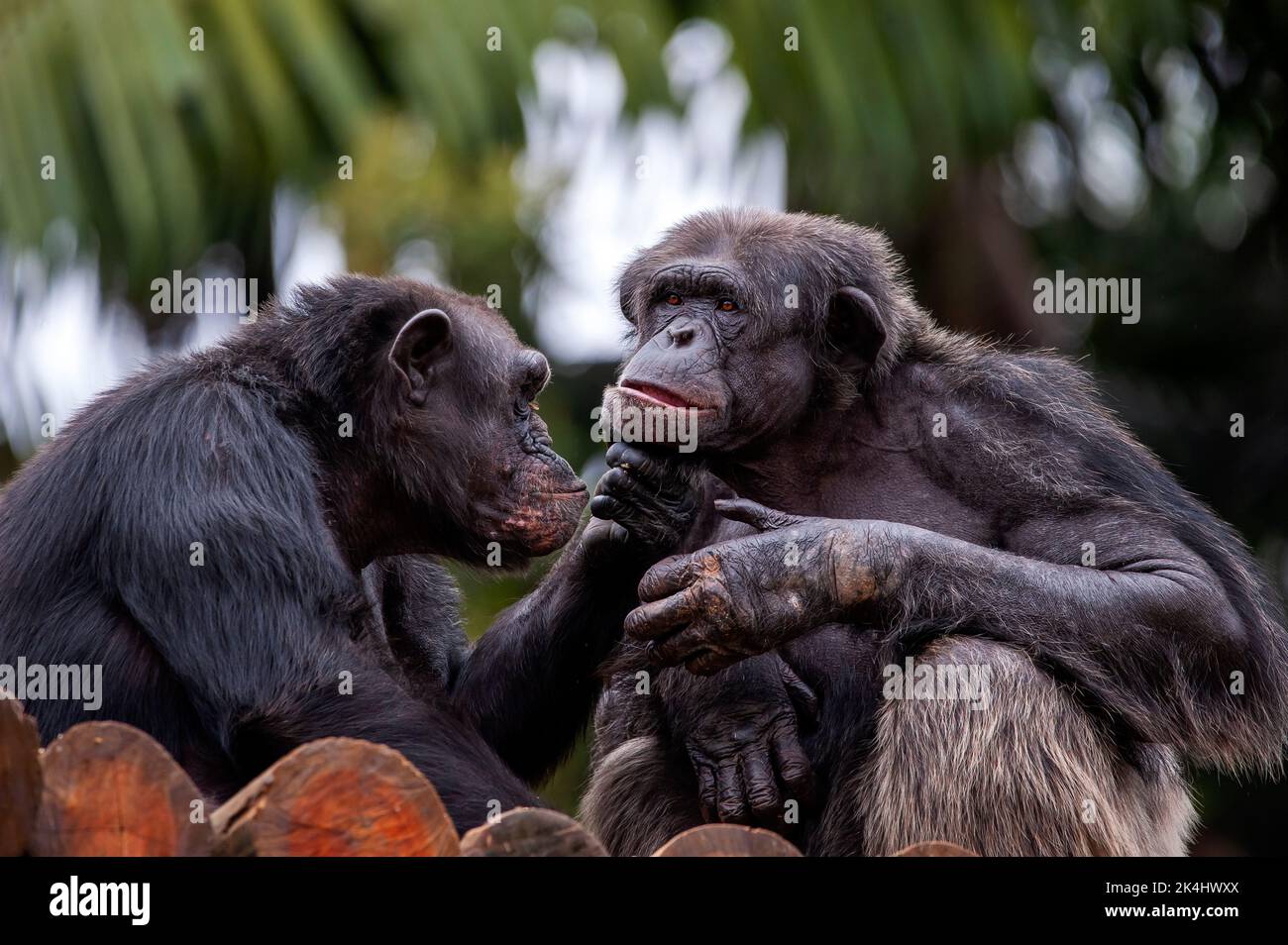 Chimpanzee Also Known As Chimp Showing Their Sociable Behavior Is A