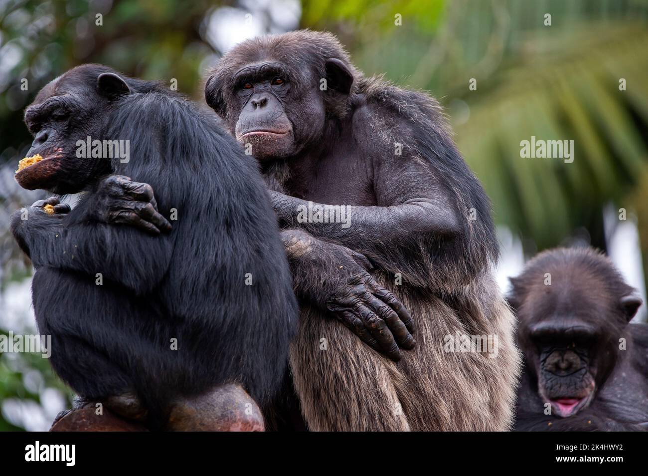 Chimpanzee, also known as chimp, is a sociable species of great ape ...