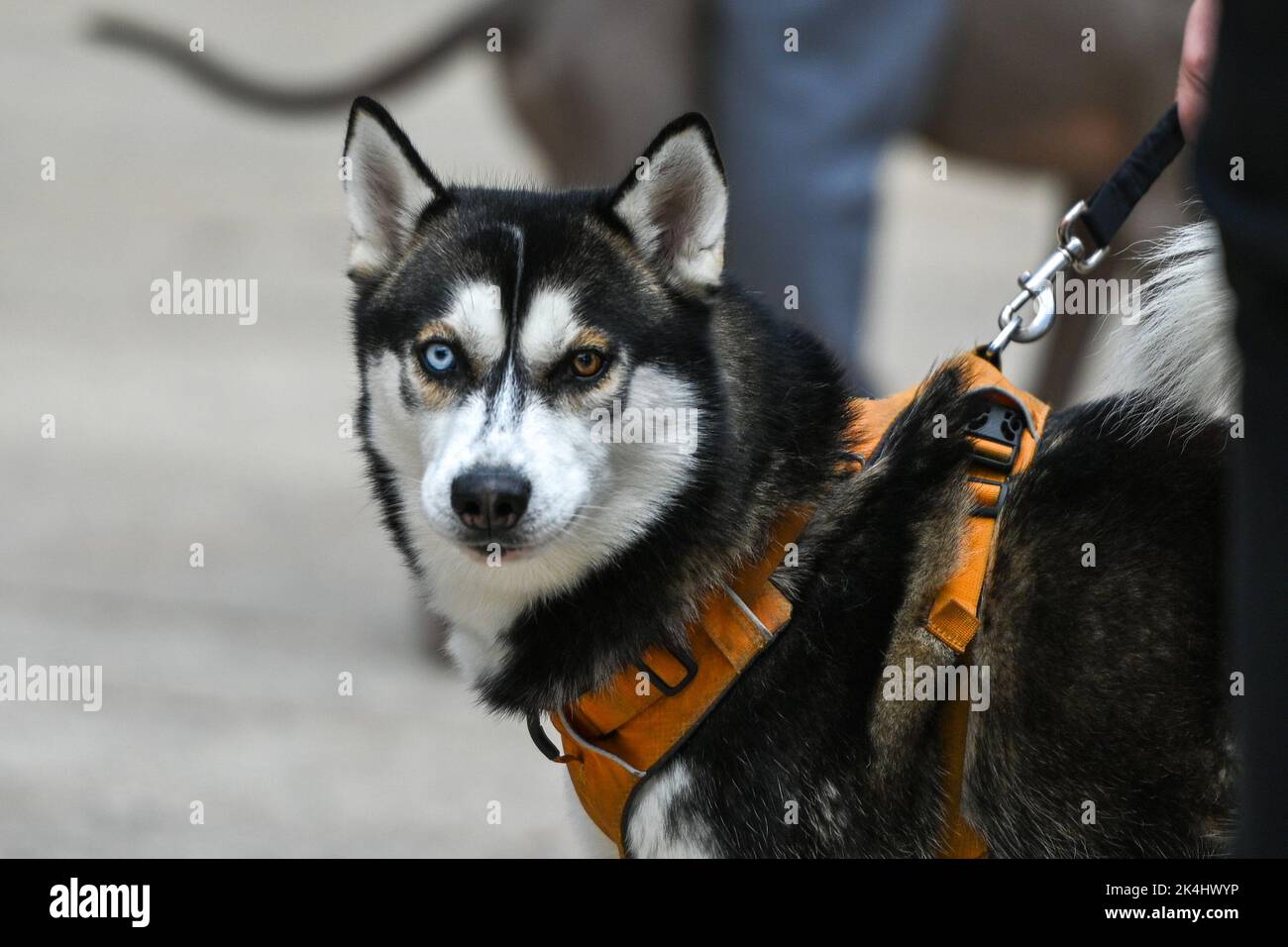 Do Huskies Have Rear Dew Claws