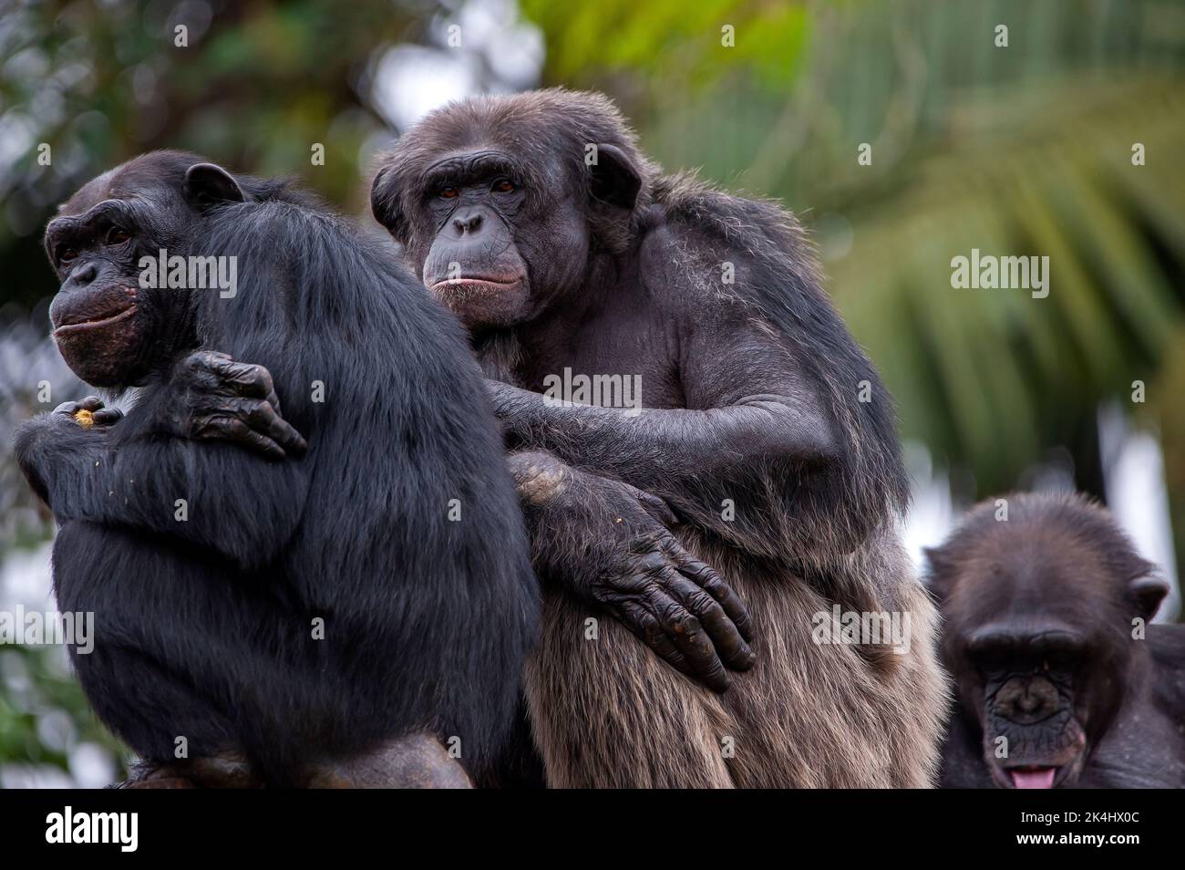Chimpanzee, also known as chimp, is a sociable species of great ape ...