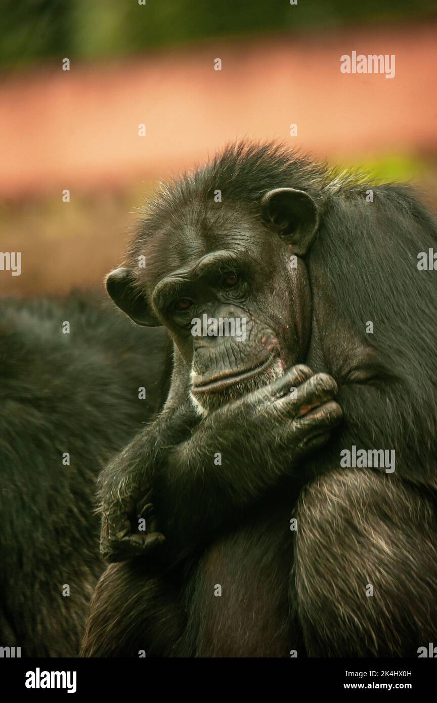 Chimpanzee Also Known As Chimp Is A Sociable Species Of Great Ape