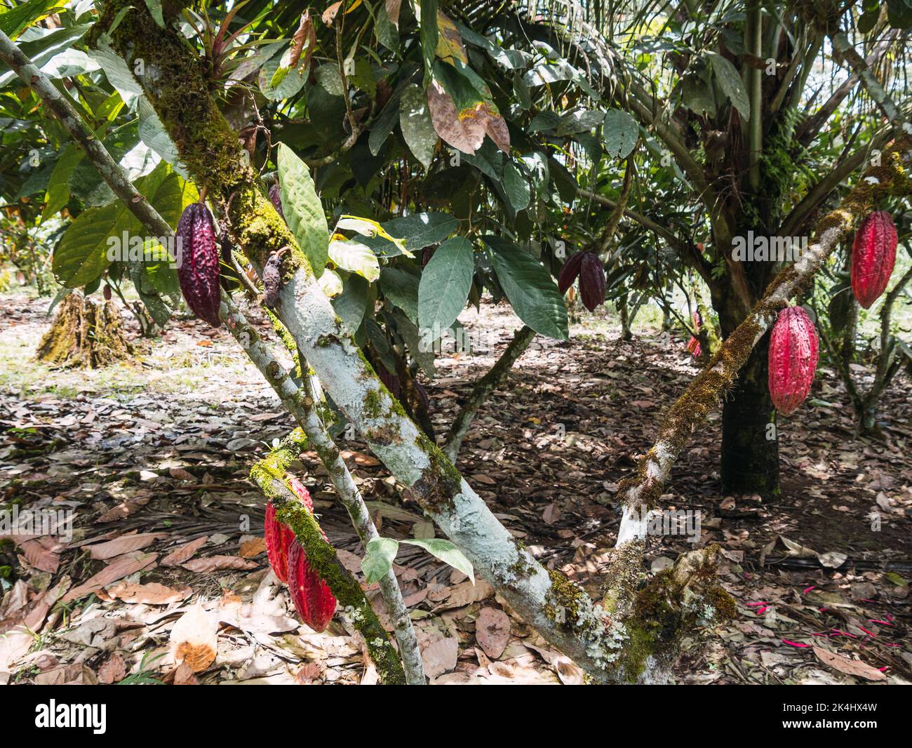 Ripening red pods of Arriba cacao growing on a tree of Theobroma cacao ...