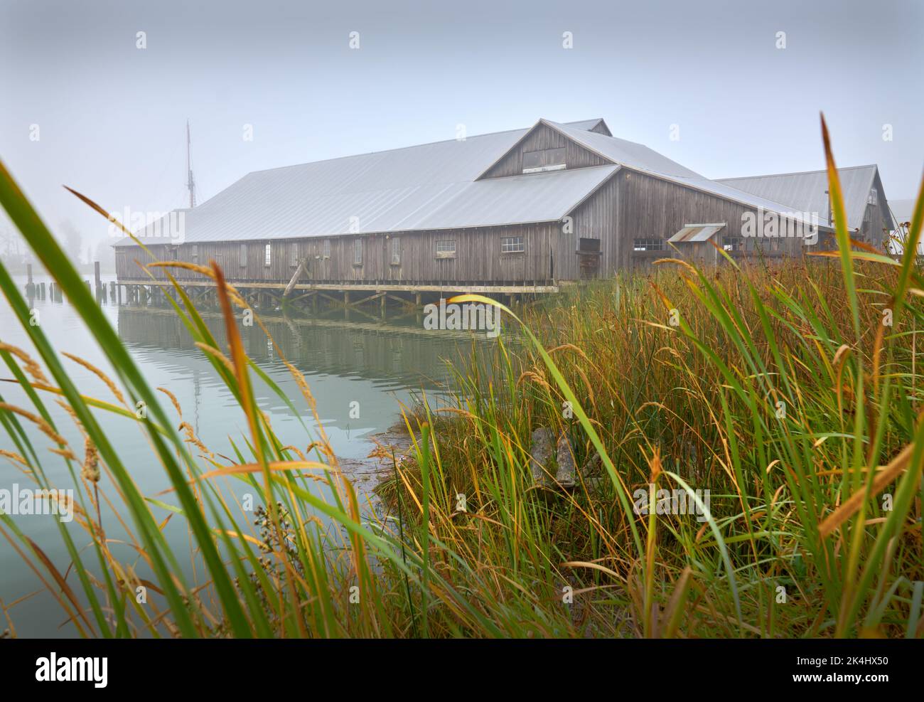 Britannia Shipyards Fog and Bulrushes. A misty fog surrounds one of the ...