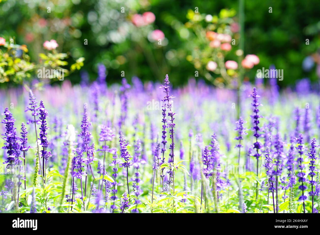 Purple flowers in Da Lat, Viet Nam Stock Photo - Alamy