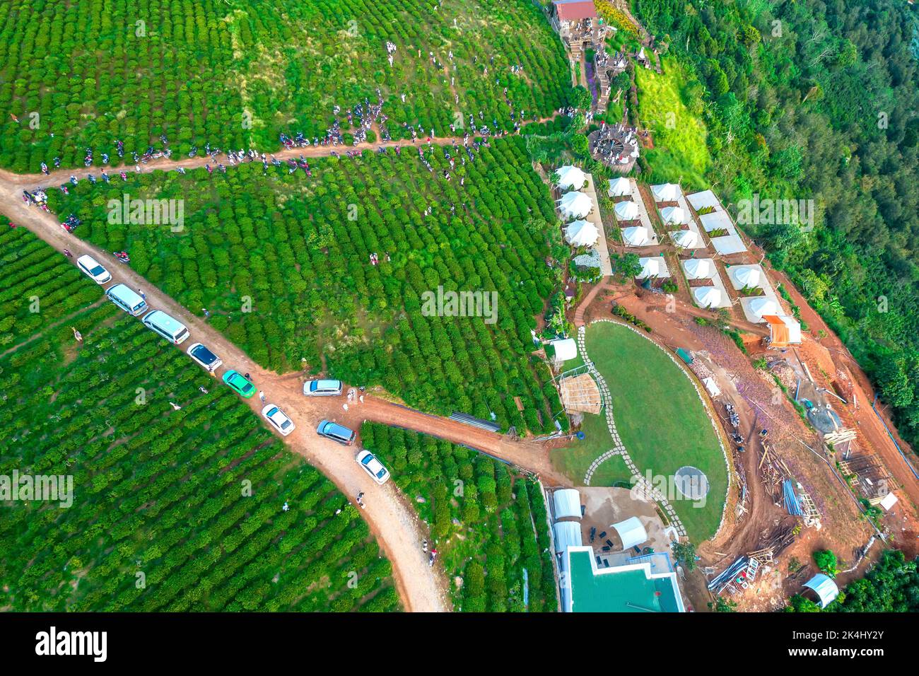 Aerial view of green tea hill in highlands in the morning. This tea ...