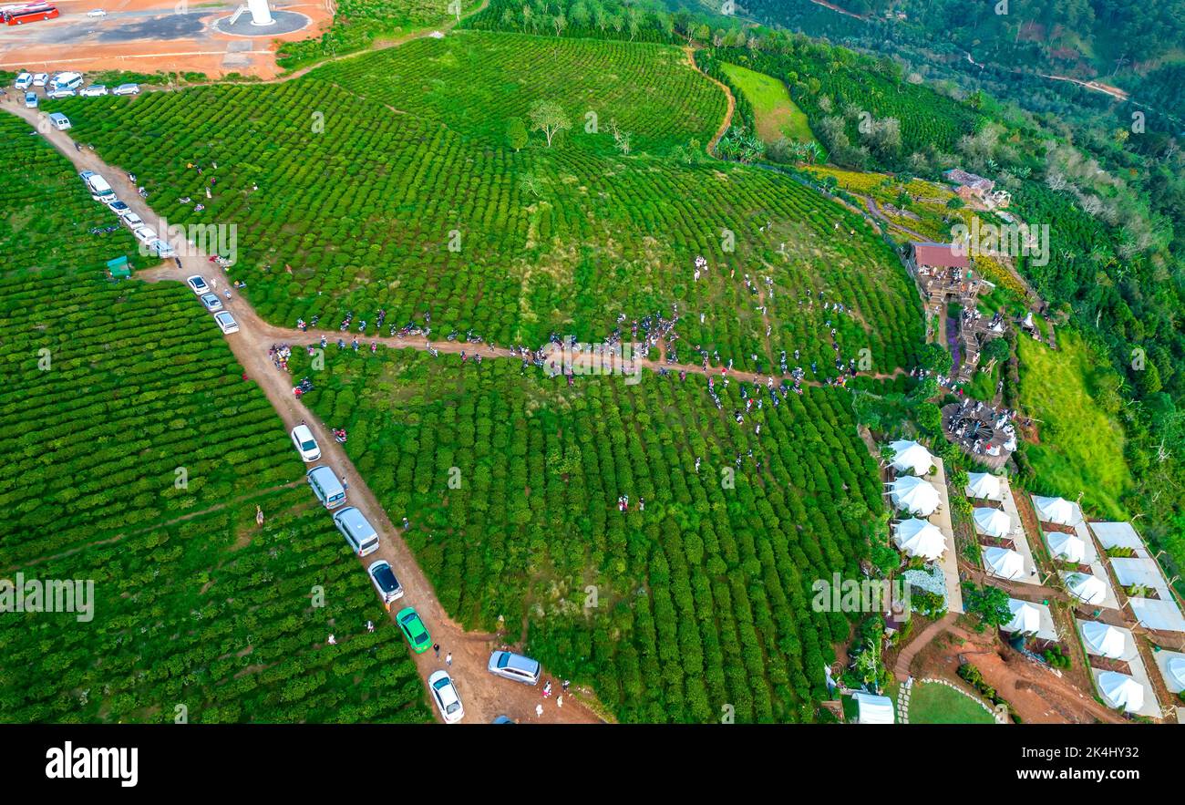 Aerial view of green tea hill in highlands in the morning. This tea ...