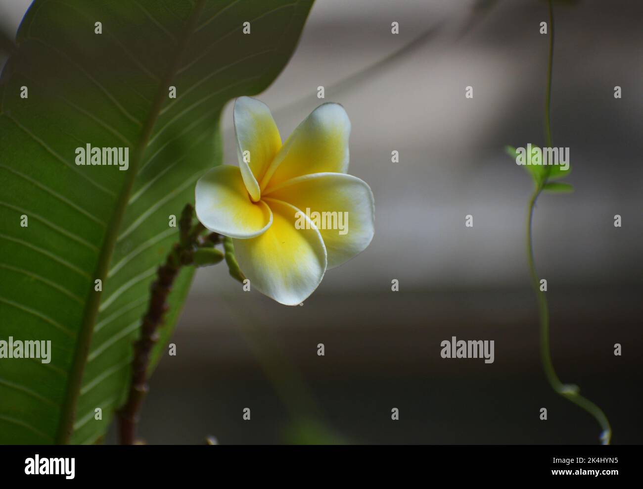 Kath golap flower hi-res stock photography and images - Alamy