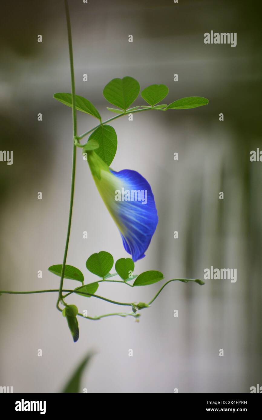 Butterfly pea hi-res stock photography and images - Alamy