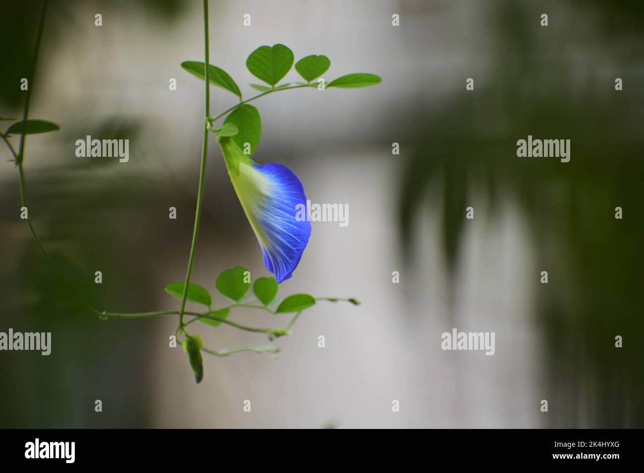 Butterfly pea hi-res stock photography and images - Alamy
