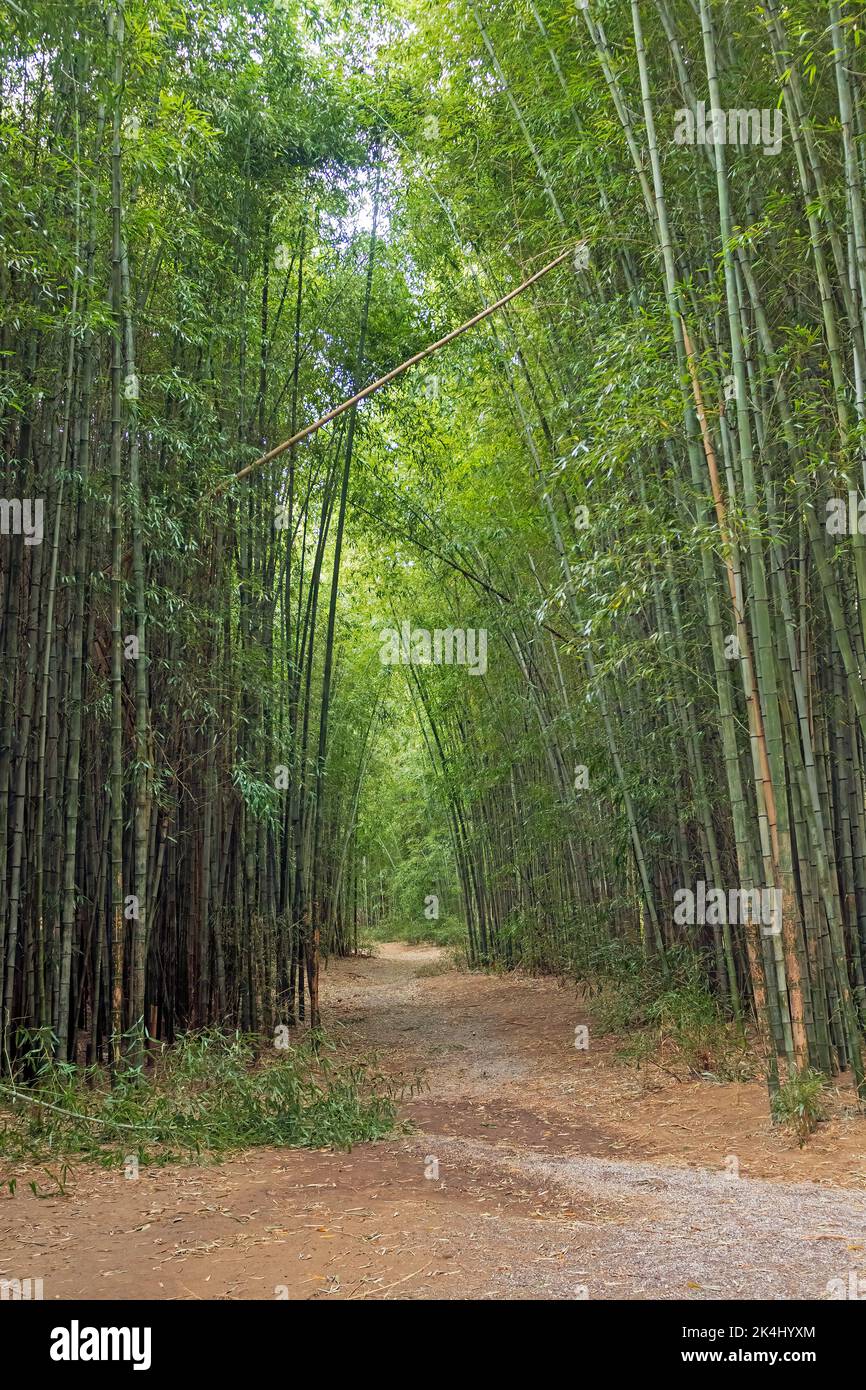 Cherokee forest hi-res stock photography and images - Alamy
