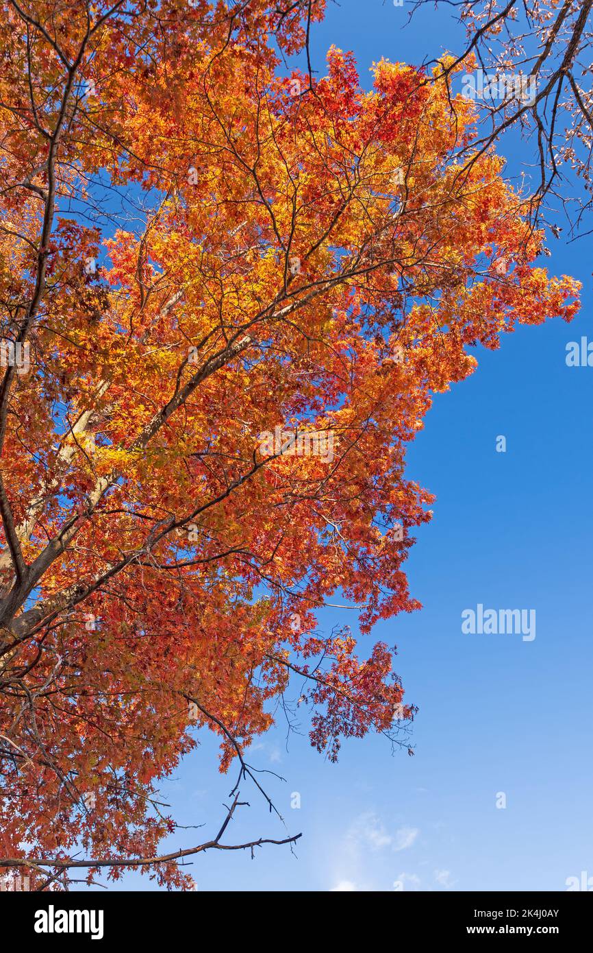 Dramatic Fall Colors Overhead in the Crab Tree Nature Preserve in ...