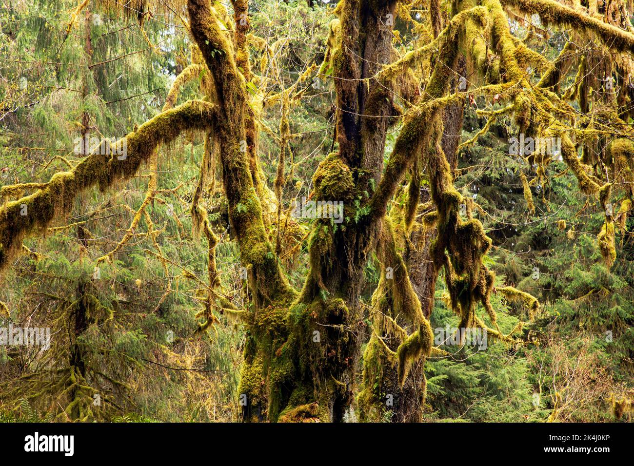 WA22115-00...WASHINGTON - Moss covered Big Leaf Maple trees and an ...