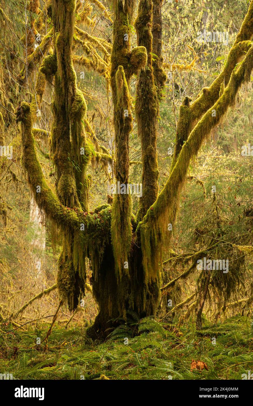 WA22117-00...WASHINGTON - Moss covered Big Leaf Maple trees and an ...