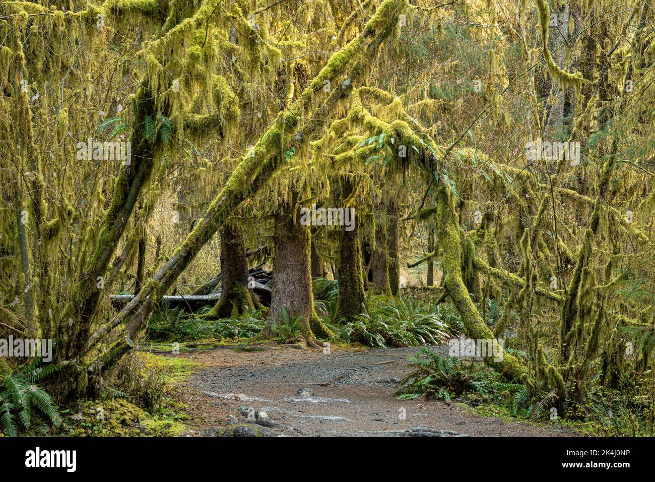WA22120-00...WASHINGTON - Moss covered Big Leaf Maple trees and an ...