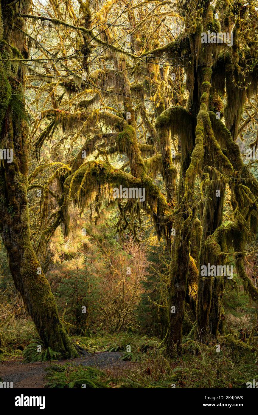 WA22126-00...WASHINGTON - Venerable, old, Big Leaf Maple trees viewed ...