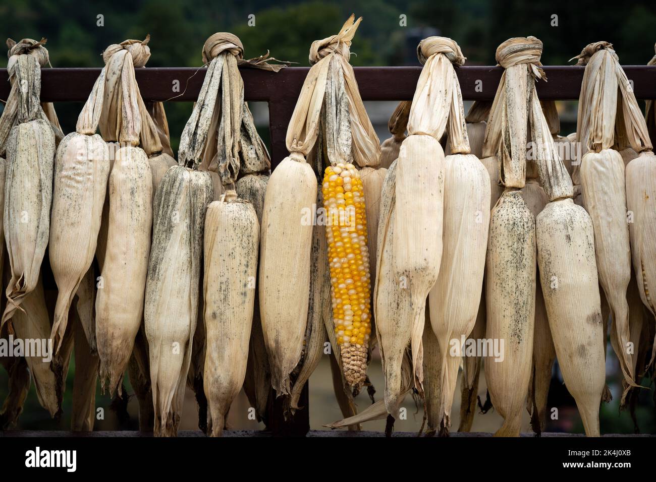 Hanging vegetable fence hi-res stock photography and images - Alamy