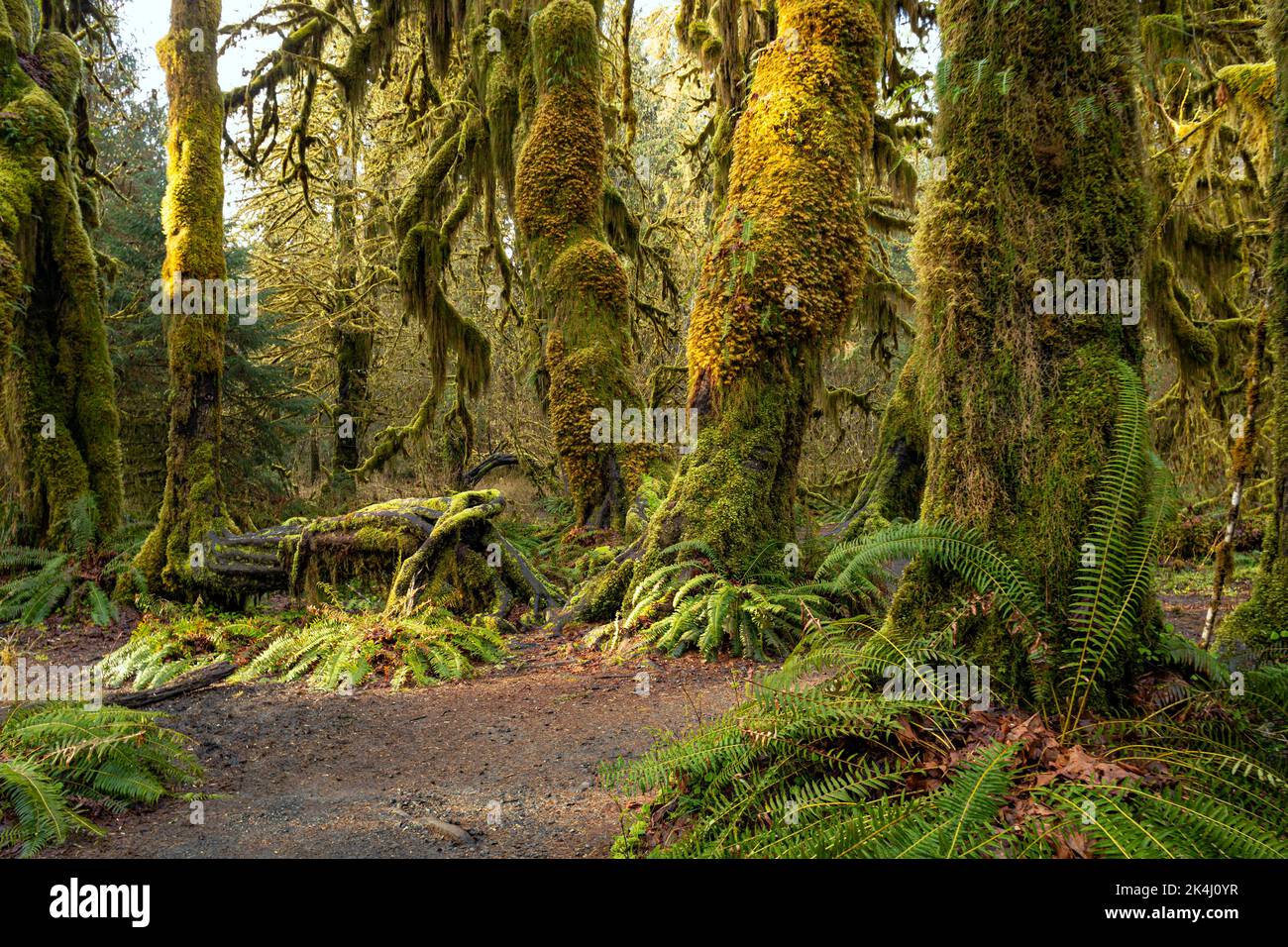 WA22132-00...WASHINGTON - The Hoh Rain Forest from the Hall of Mosses ...