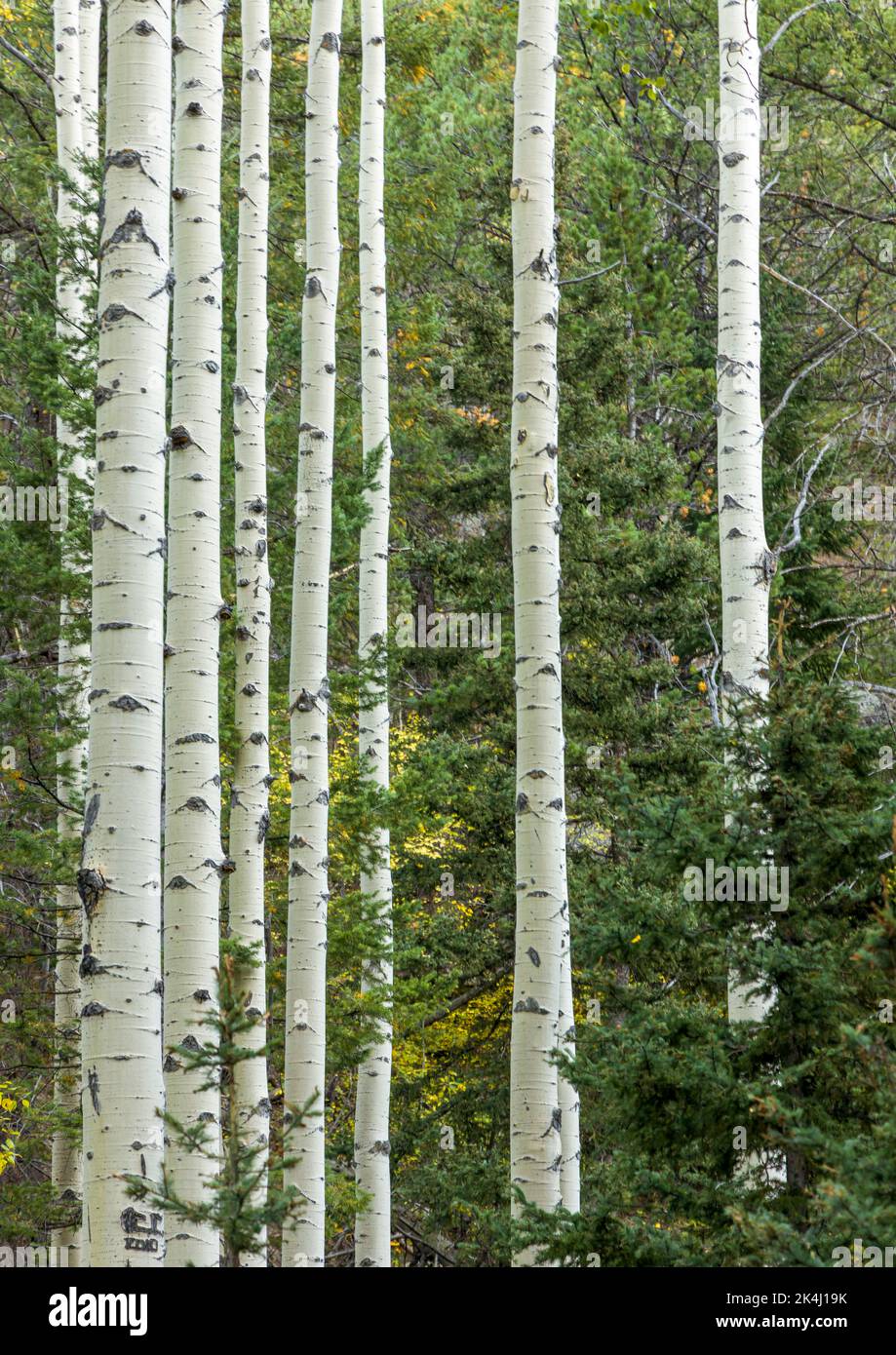 Aspen and spruce trees in the forest at Devil's Head Lookout trail just ...