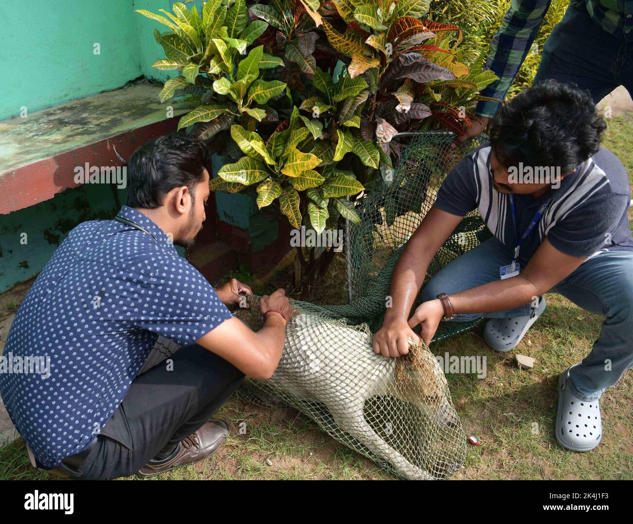 A volunteer of an NGO named Pawsome is trying to catch a dog with a net ...