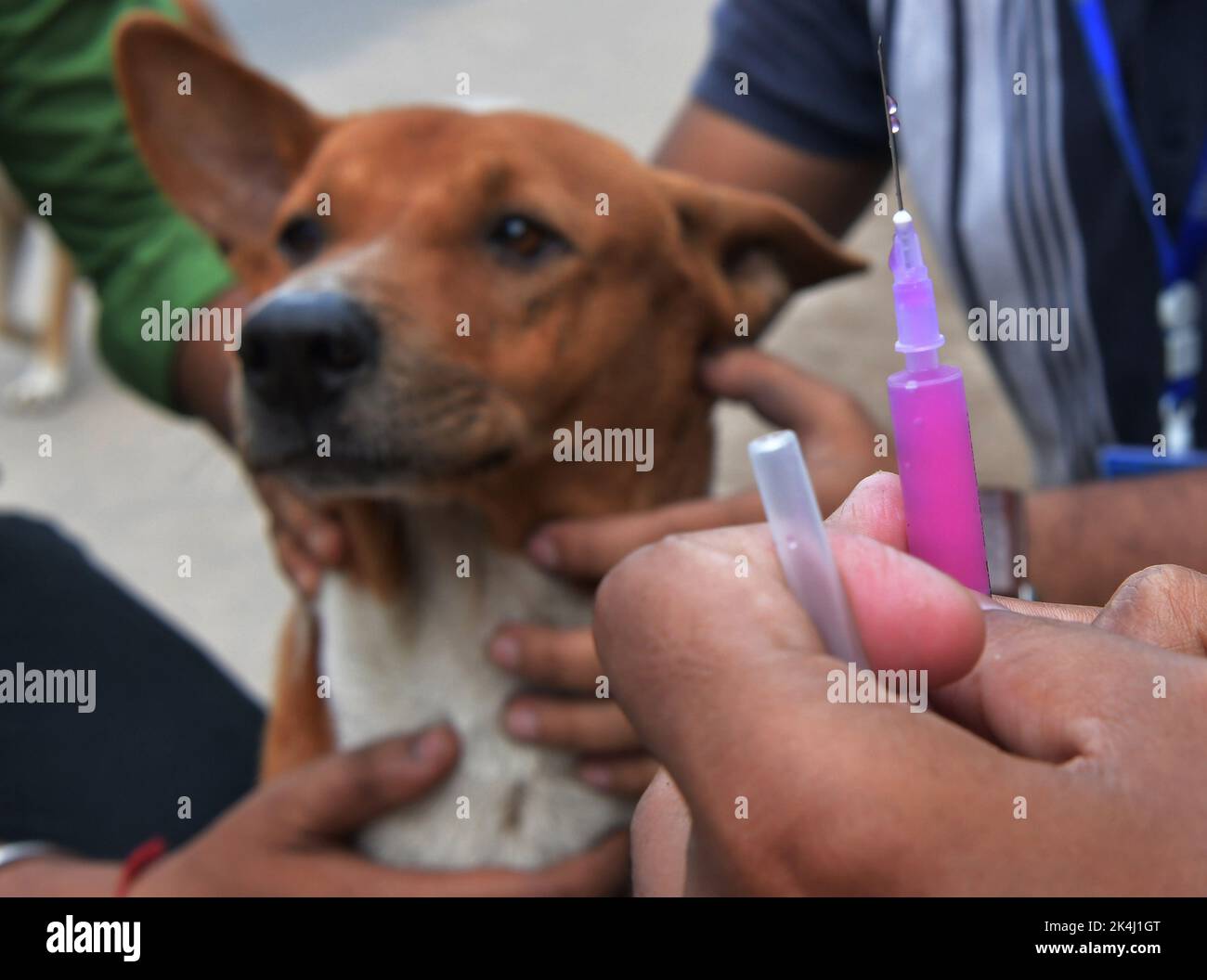 A volunteer of an NGO named Pawsome is trying to catch a dog with a net ...