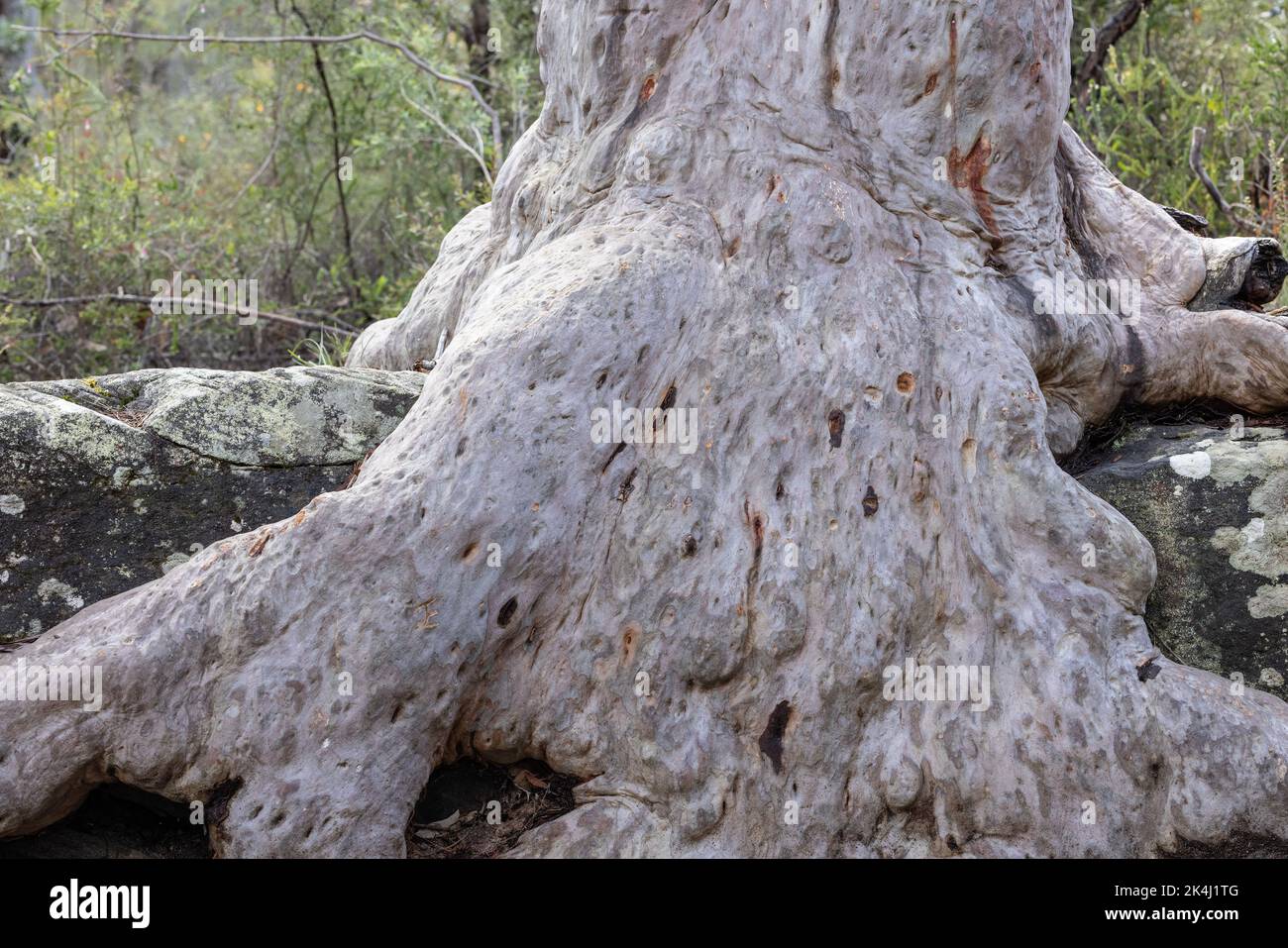 Roots growing into rock hi-res stock photography and images - Alamy
