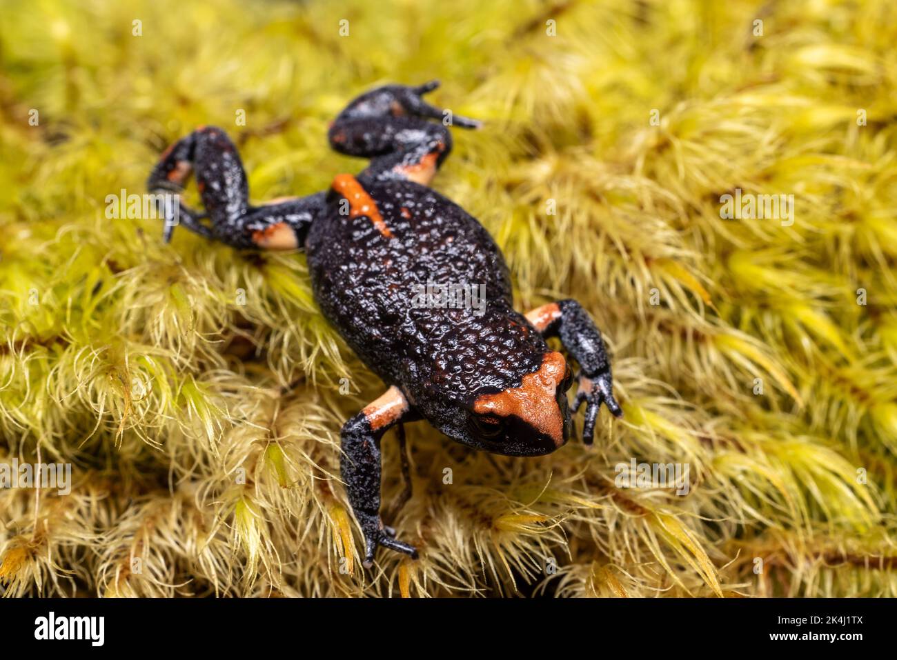 Red-crowned Toadlet, Pseudophryne australis on moss Stock Photo - Alamy