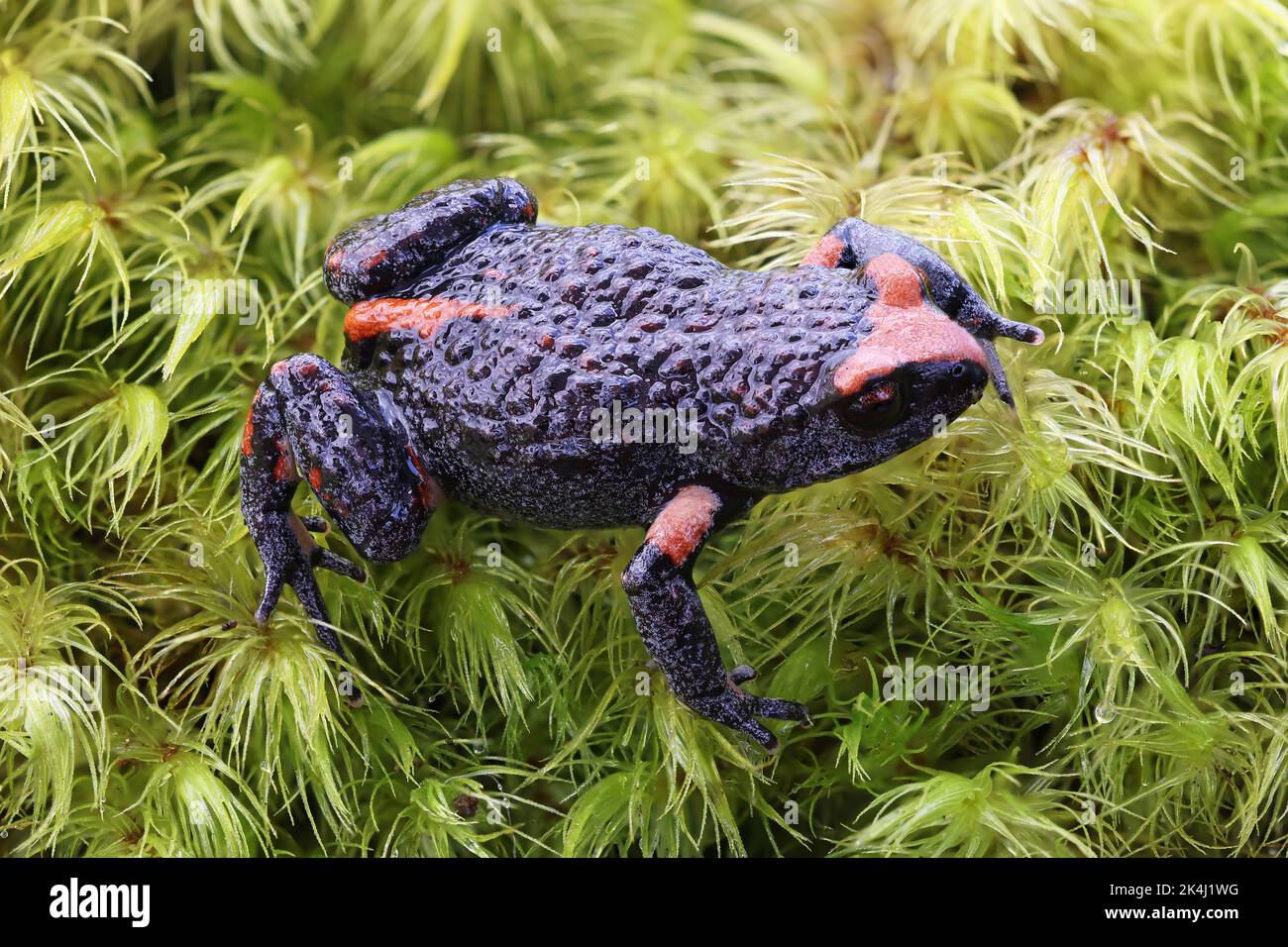 Red-crowned Toadlet, Pseudophryne australis Stock Photo - Alamy